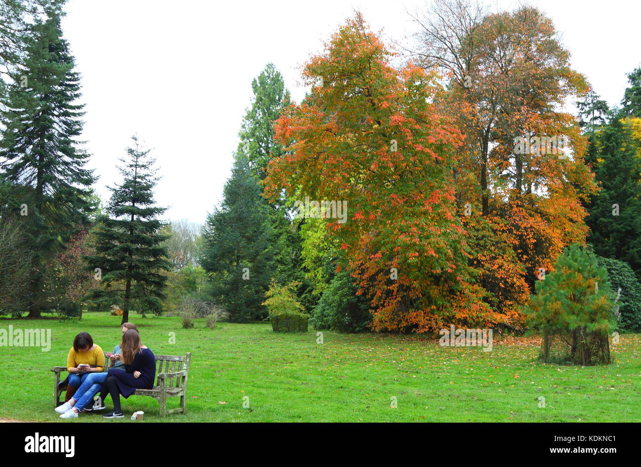 Gloucestershire, UK. 14th Oct, 2017. Japanese maples and colourful ...