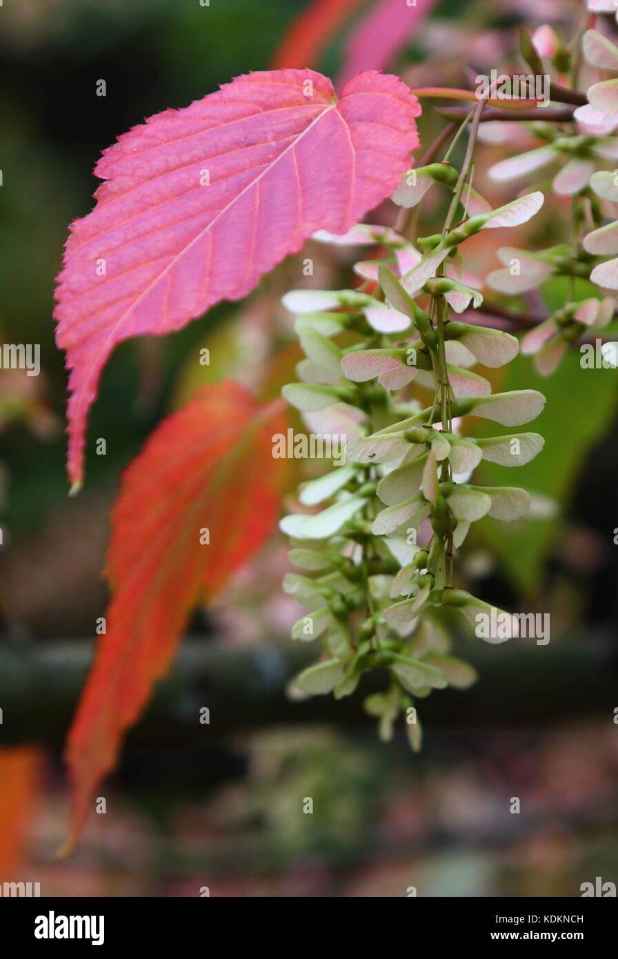 Gloucestershire, UK. 14th Oct, 2017. Japanese maples and colourful ...