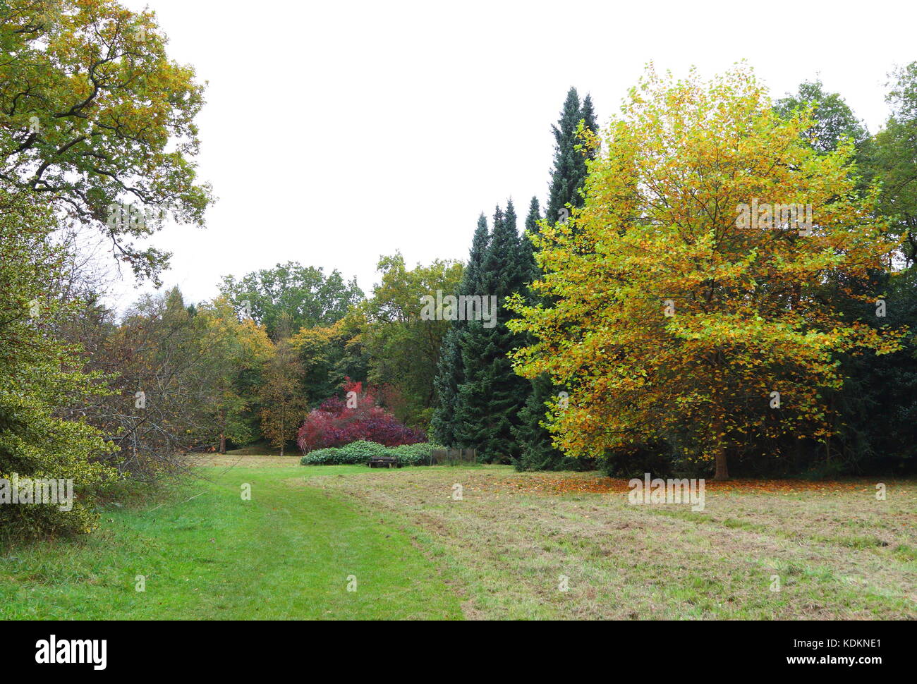 Gloucestershire, UK. 14th Oct, 2017. Japanese maples and colourful ...