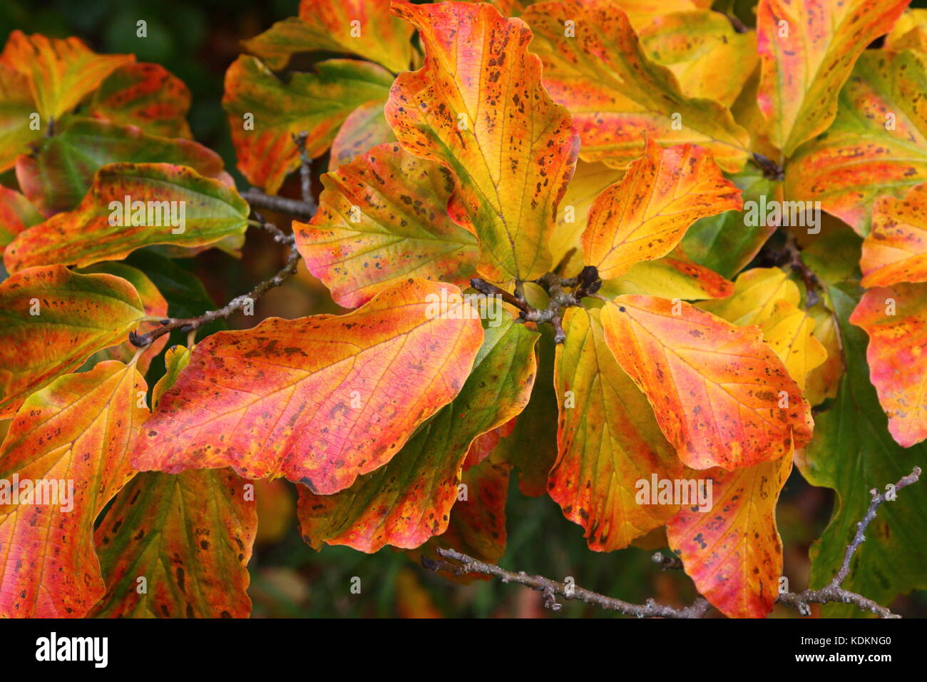 Gloucestershire, UK. 14th Oct, 2017. Japanese maples and colourful ...