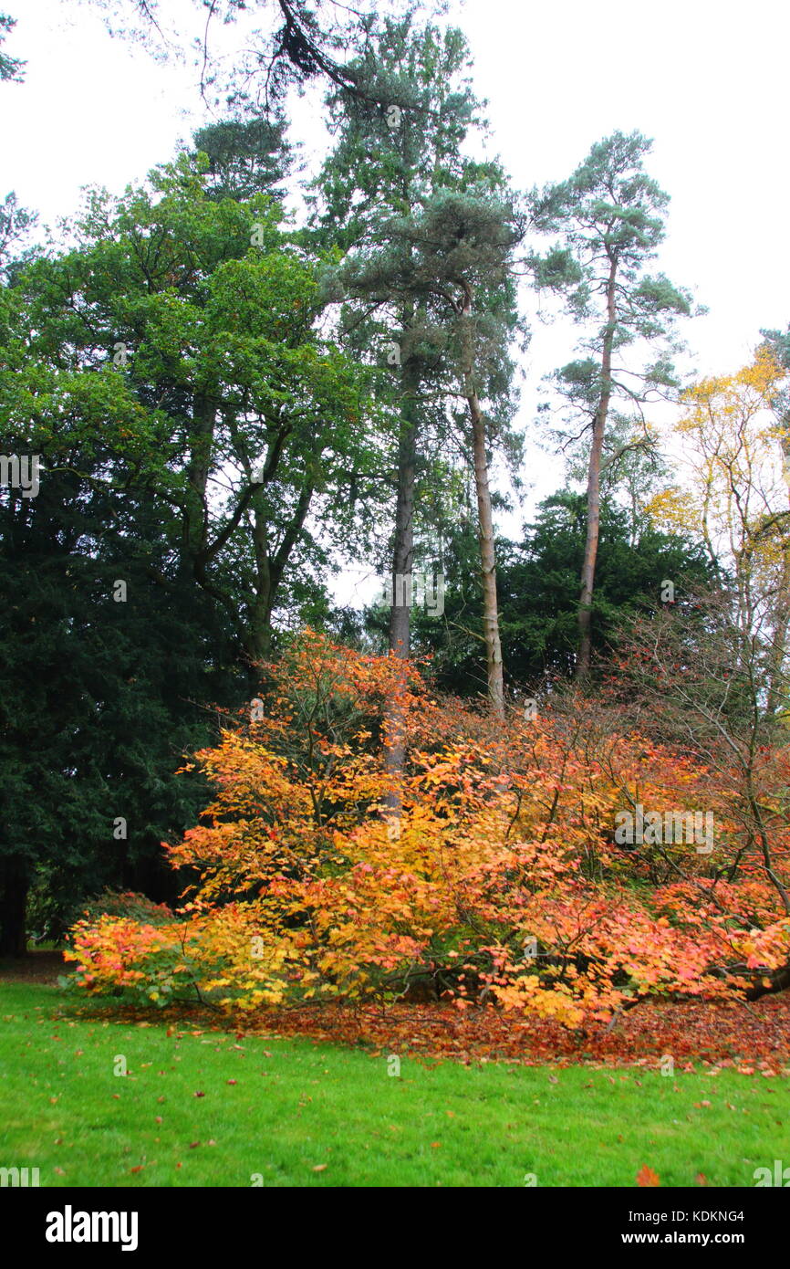 Gloucestershire, UK. 14th Oct, 2017. Japanese maples and colourful ...