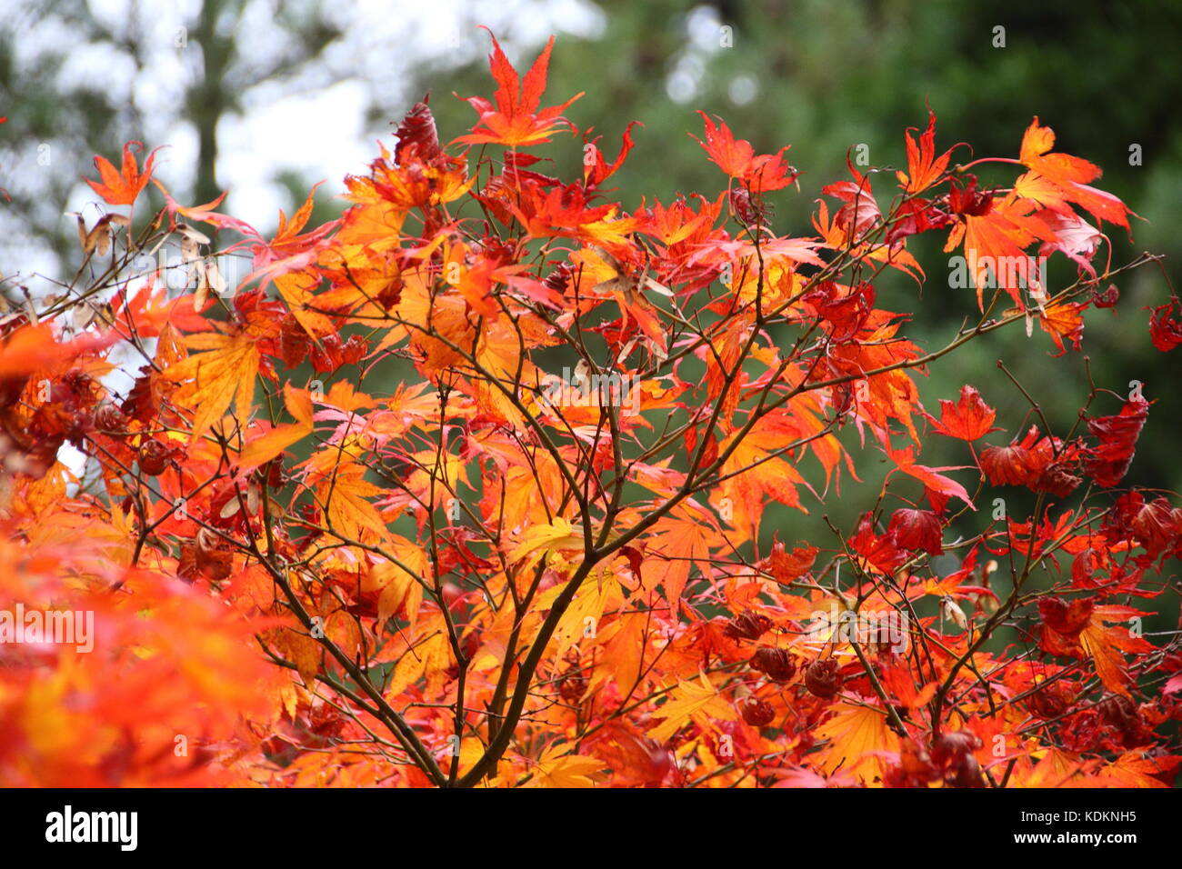 Gloucestershire, UK. 14th Oct, 2017. Japanese maples and colourful ...