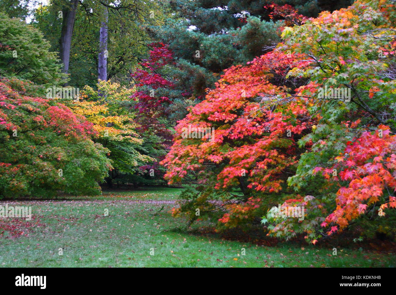 Gloucestershire, UK. 14th Oct, 2017. Japanese maples and colourful ...