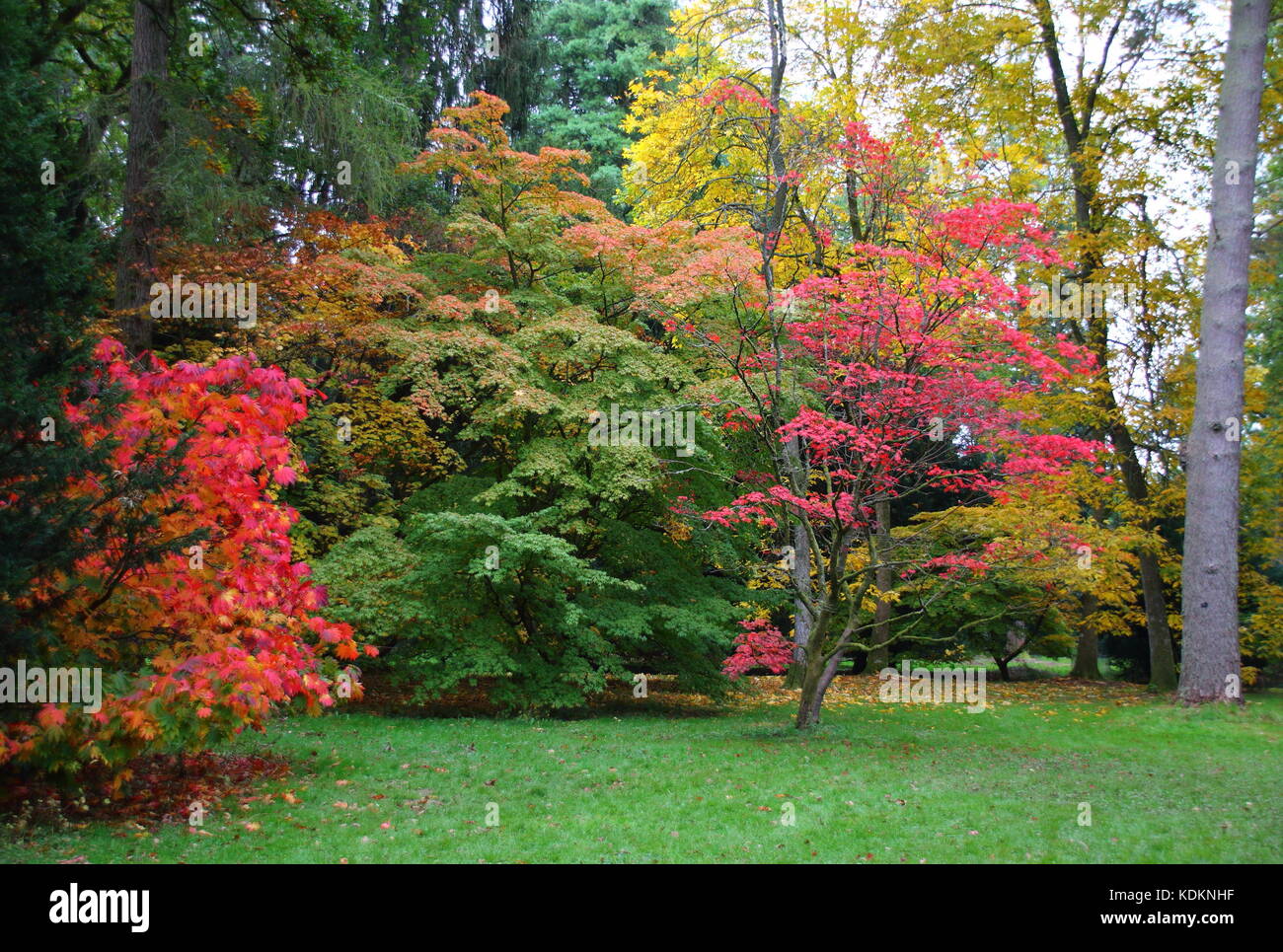 Gloucestershire, UK. 14th Oct, 2017. Japanese maples and colourful ...