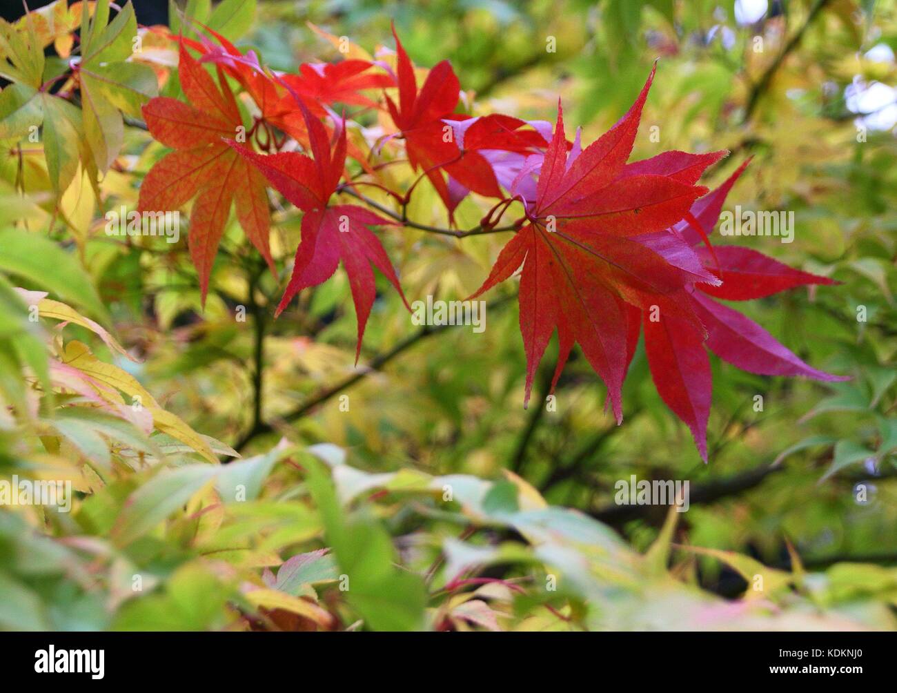 Gloucestershire, UK. 14th Oct, 2017. Japanese maples and colourful ...