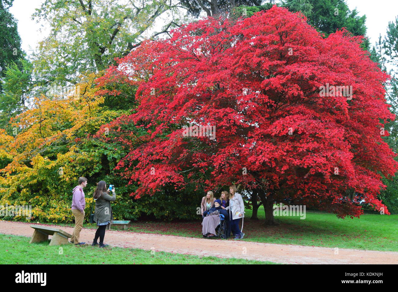 Gloucestershire, UK. 14th Oct, 2017. Japanese maples and colourful ...
