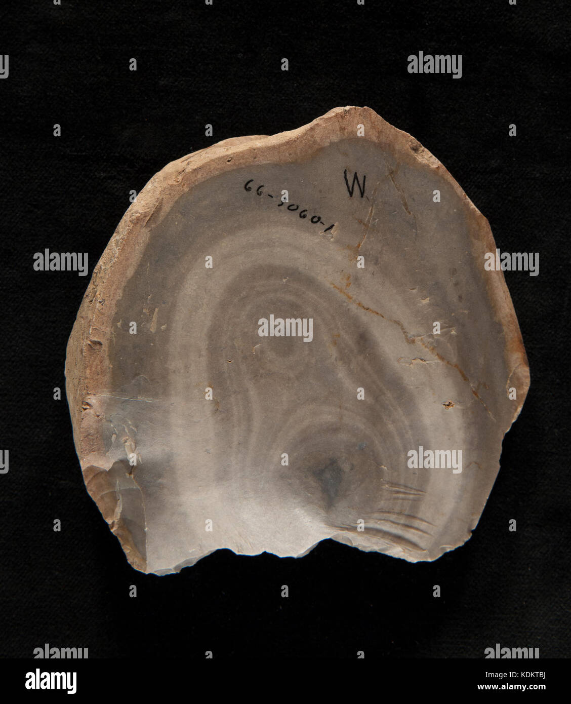 Nodule chert hi-res stock photography and images - Alamy