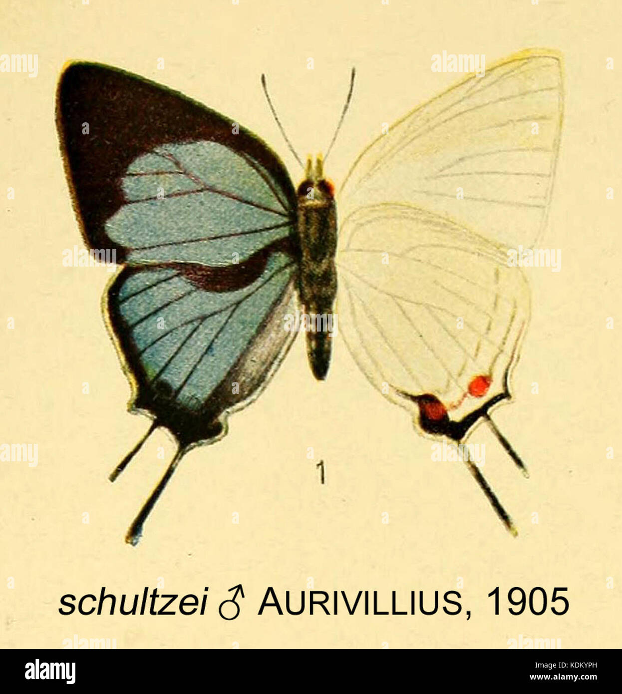 Schultzei aurivillius hi-res stock photography and images - Alamy