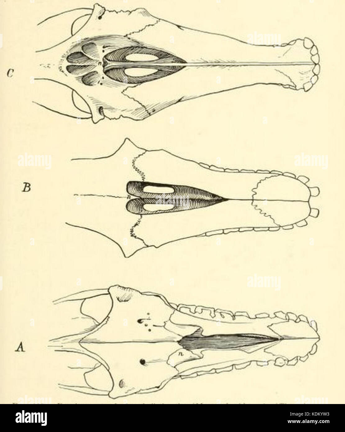 Macraucheniidae skulls 2 Stock Photo - Alamy
