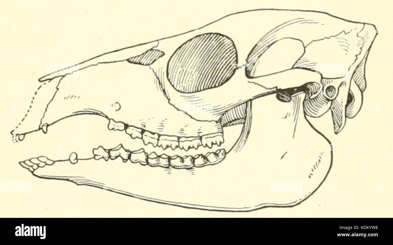 The skull of Leptomeryx evansi, an extinct genus of the camel family ...