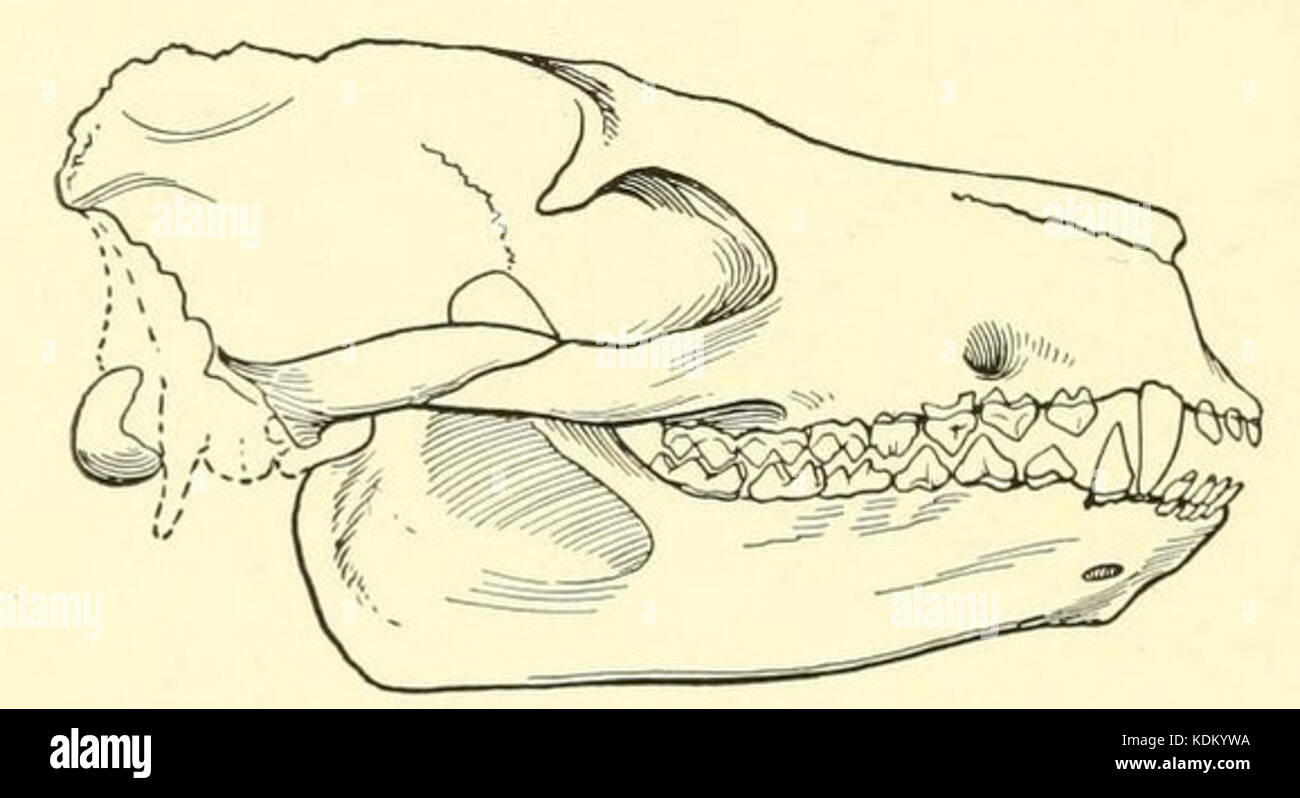 Protoreodon parvus skull Stock Photo - Alamy