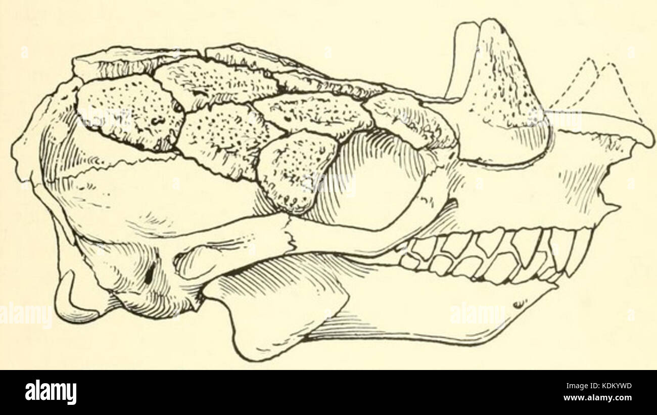 Peltephilus ferox skull Stock Photo - Alamy