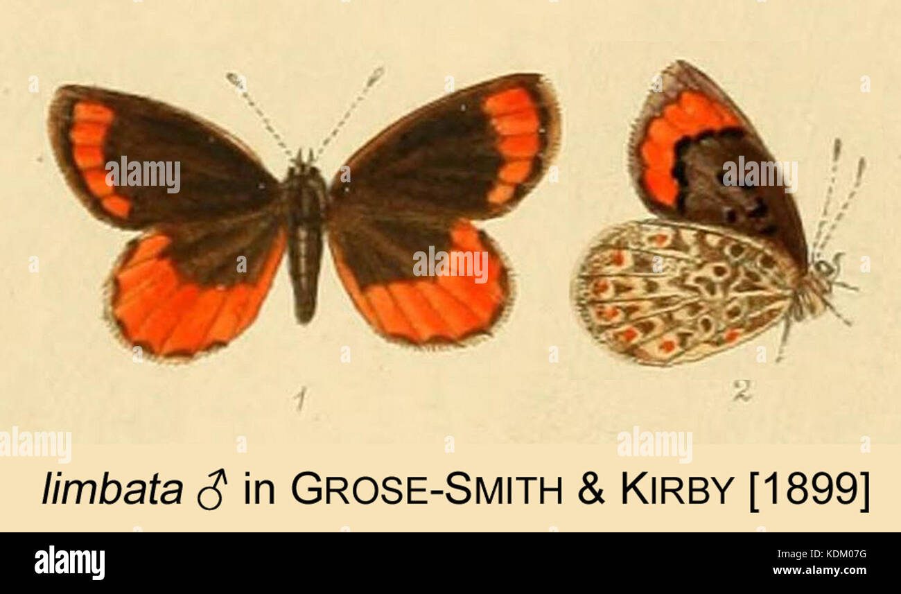 Limbata hi-res stock photography and images - Alamy