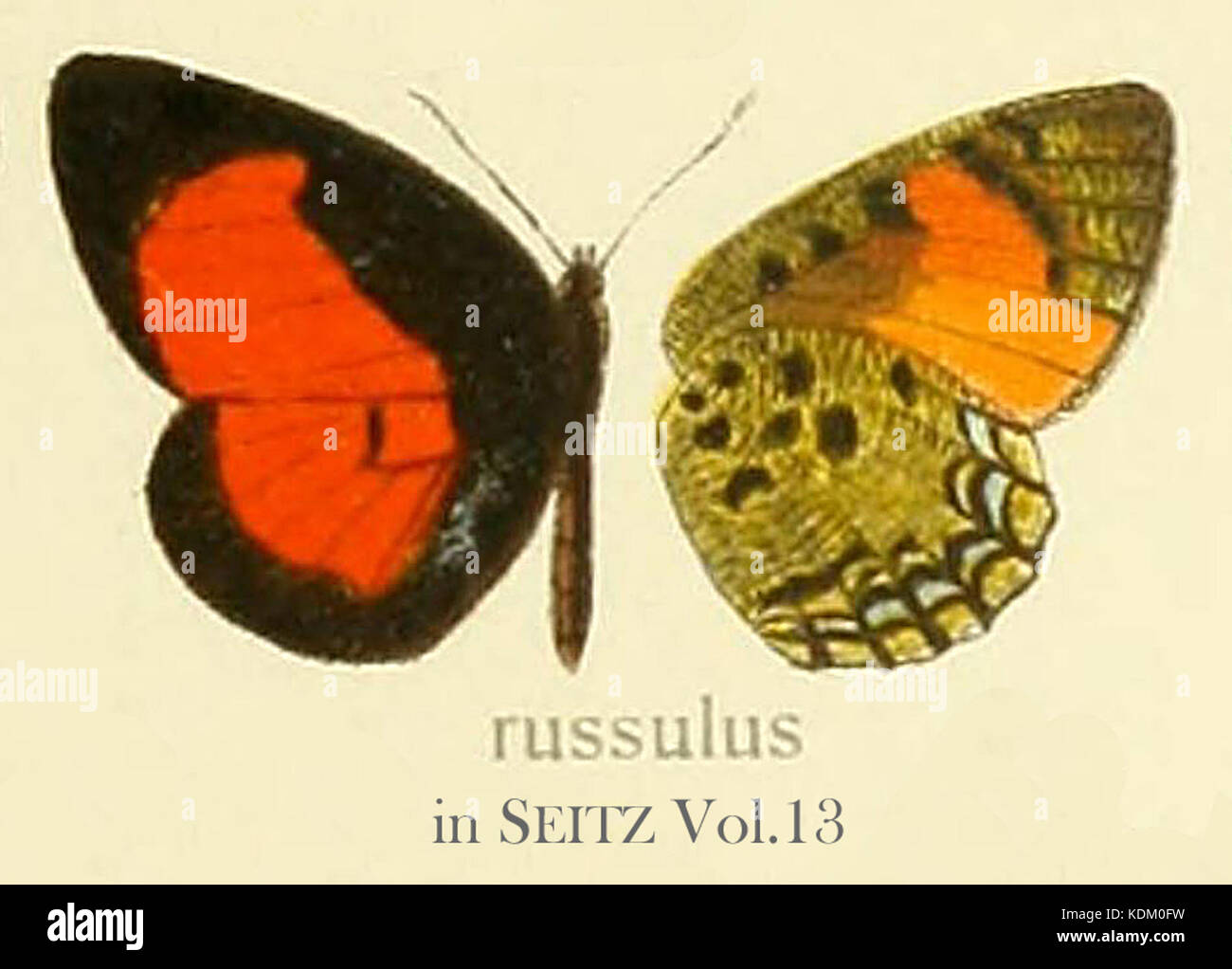 Russulus hi-res stock photography and images - Alamy