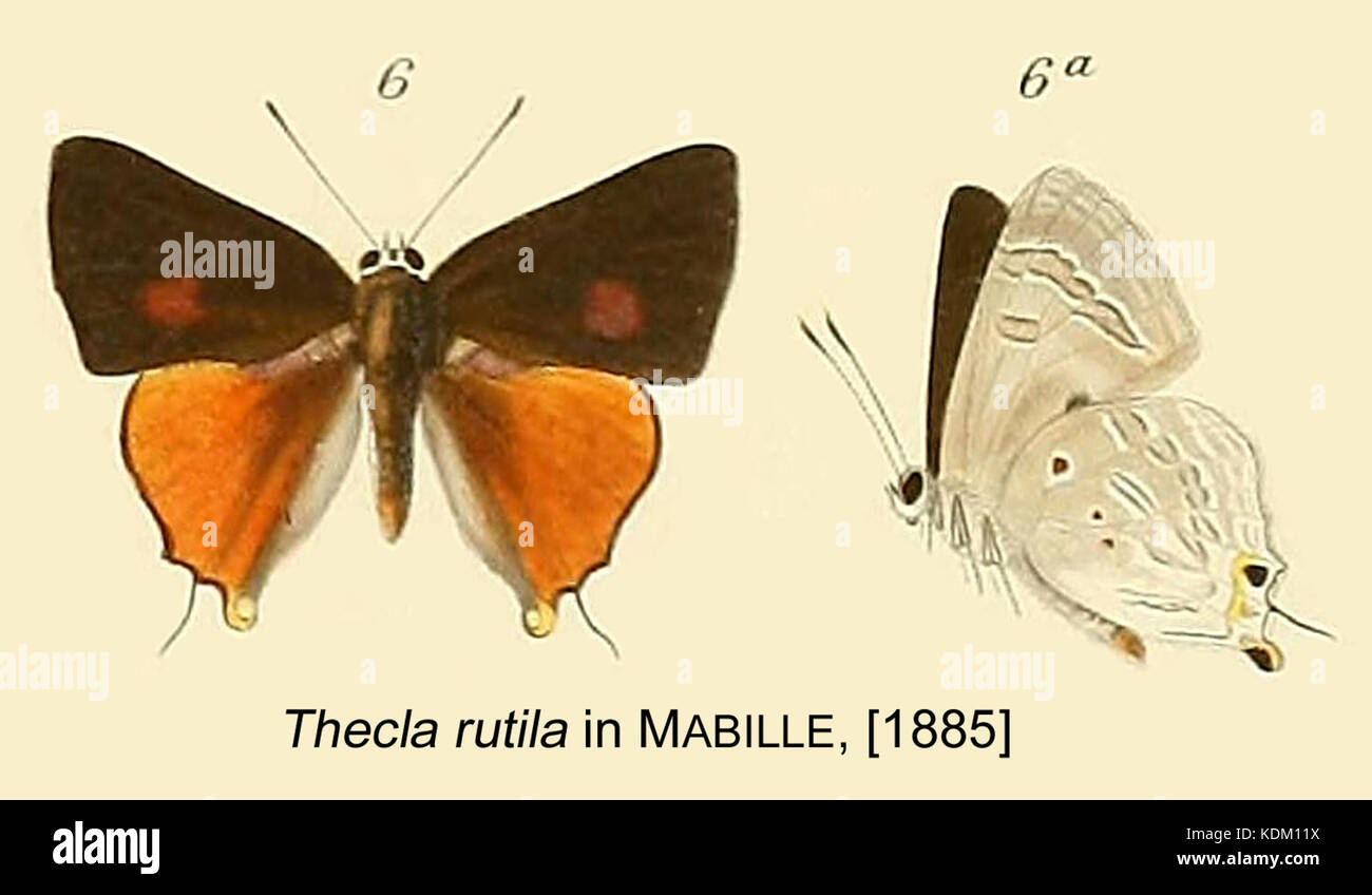 Rutila hi-res stock photography and images - Alamy