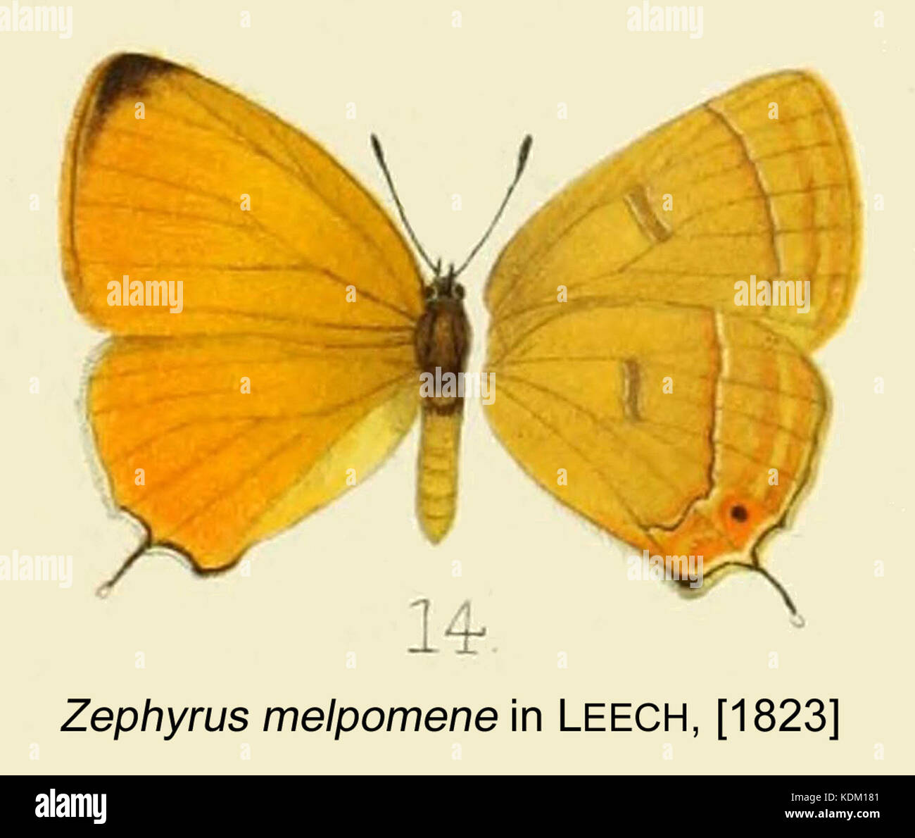 Melpomene greek mythology hi-res stock photography and images - Alamy