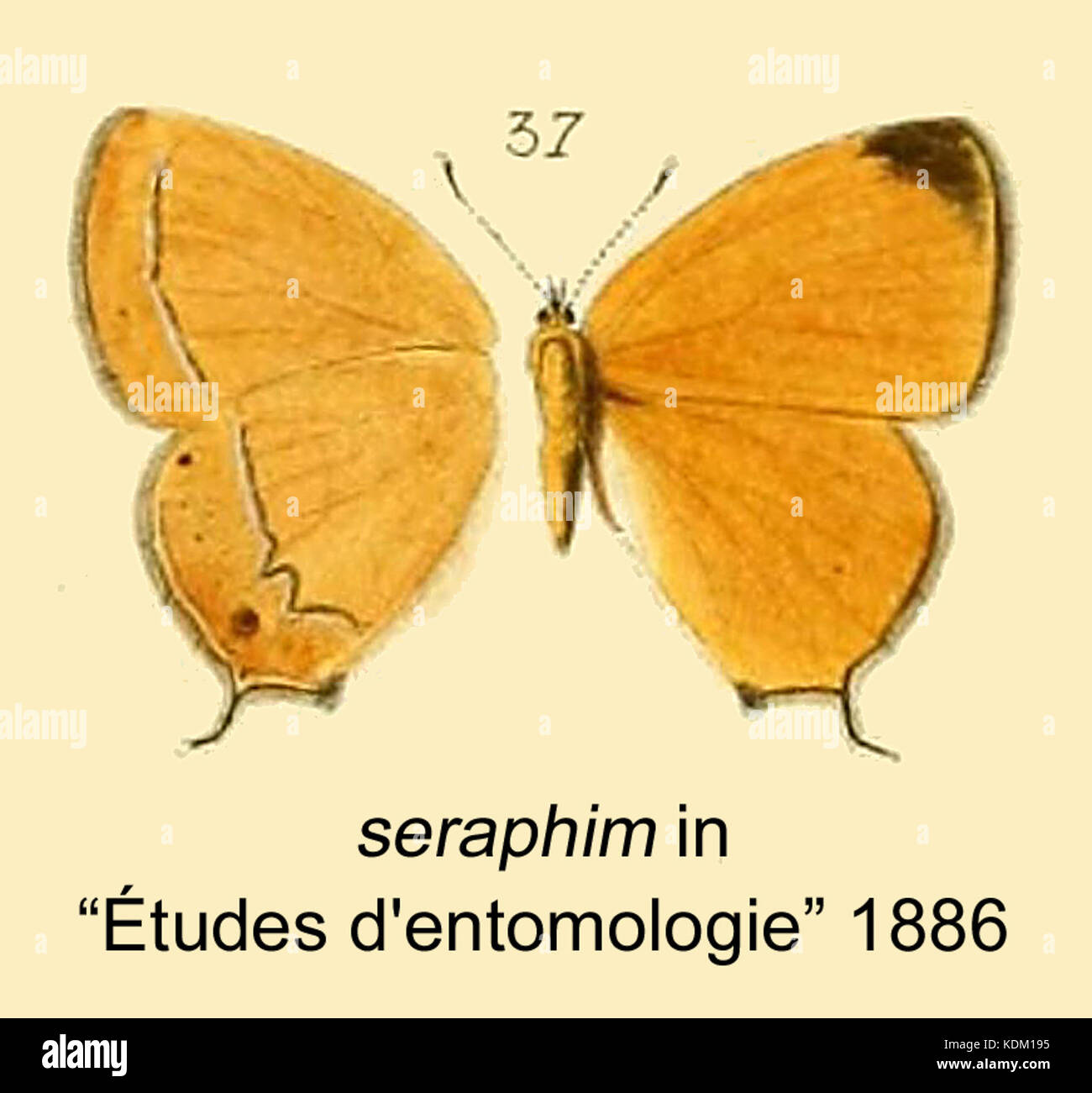 Seraphim angel painting hi-res stock photography and images - Alamy