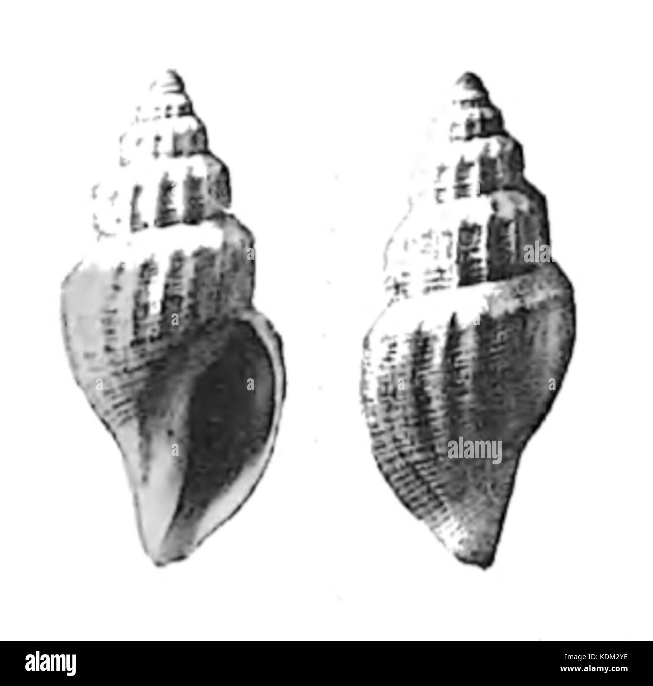 Propebela harpularia 001 Stock Photo - Alamy