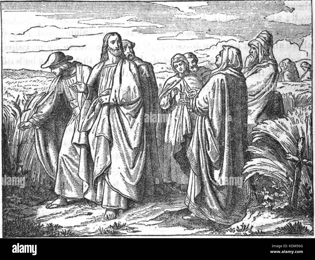 Jesus and his disciples walk through the corn Stock Photo - Alamy