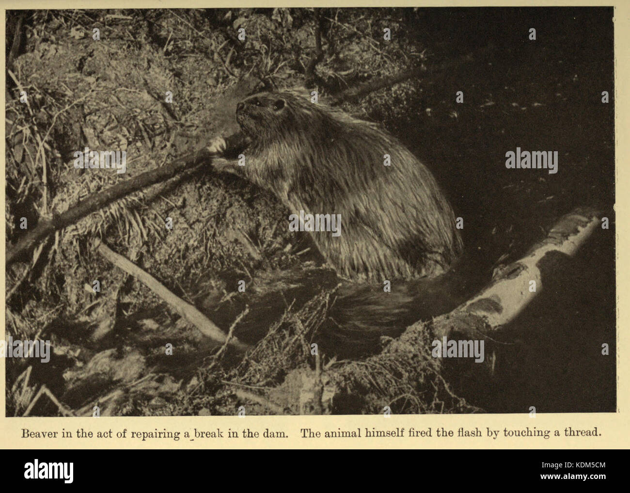 'Romance of the Beaver' is a historical account that explores the ...
