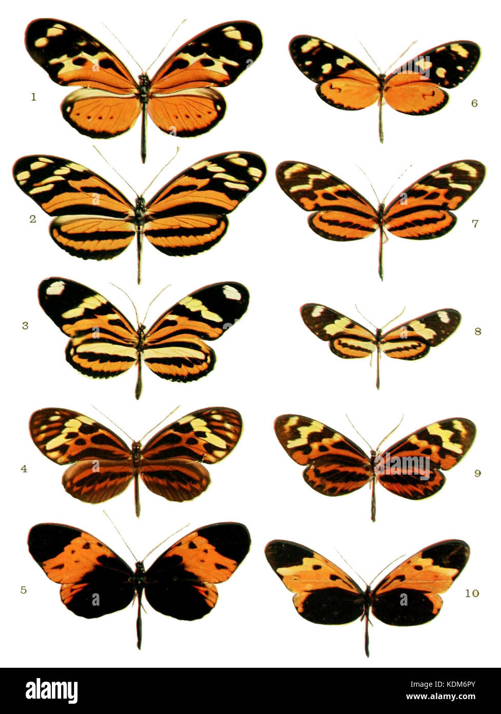 Mimicry in butterflies White Background Stock Photo - Alamy