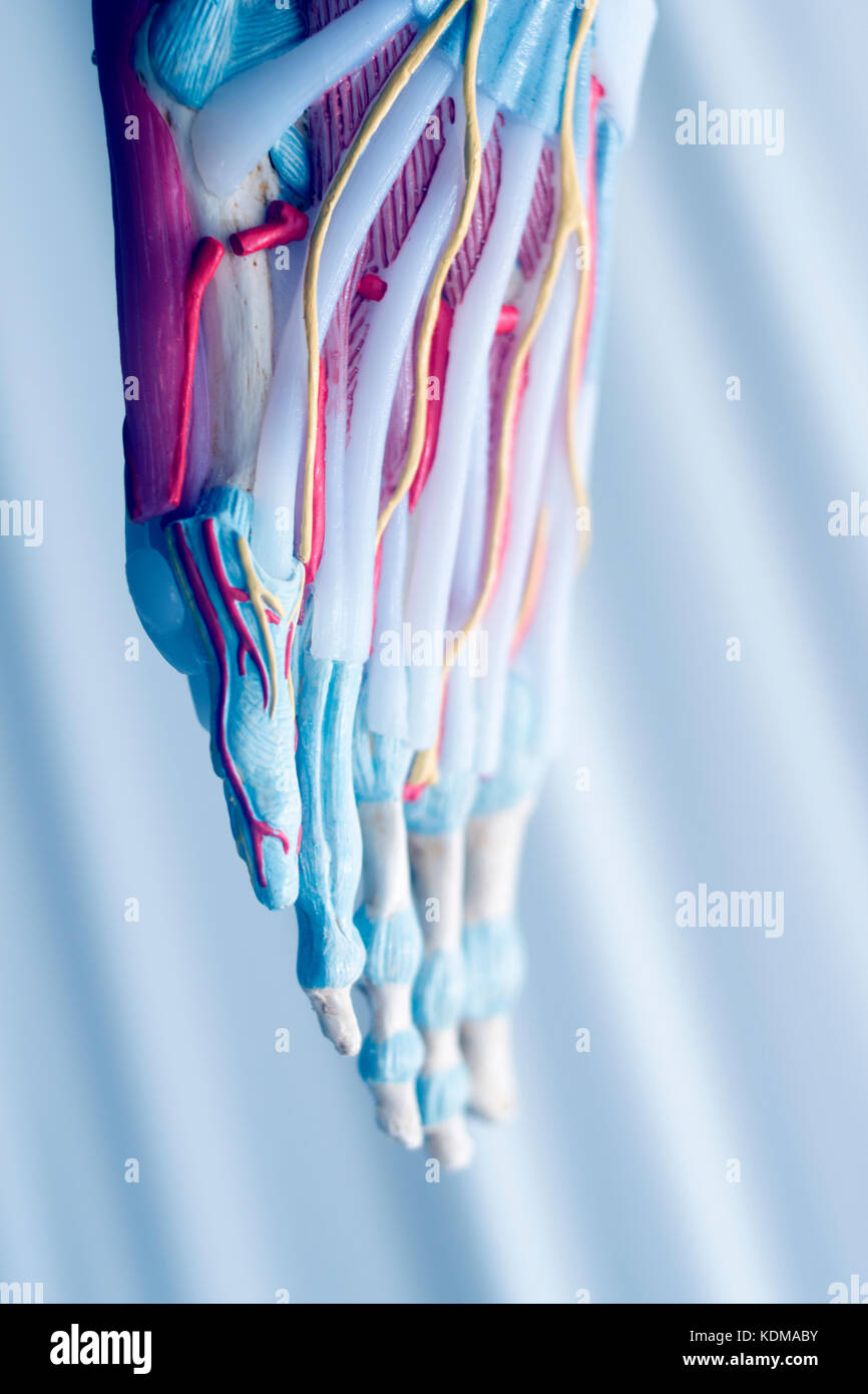 Foot anatomy tendons ligaments hi-res stock photography and images - Alamy