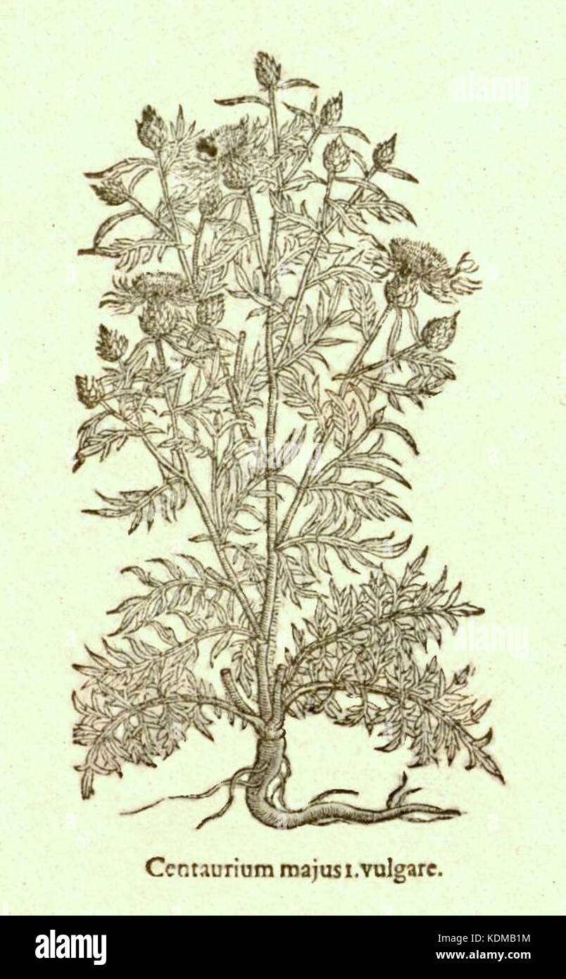 Clusius illustration hi-res stock photography and images - Alamy