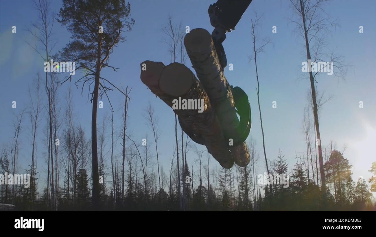 Preparation for planting trees. The cutting of trees with a bulldozer ...