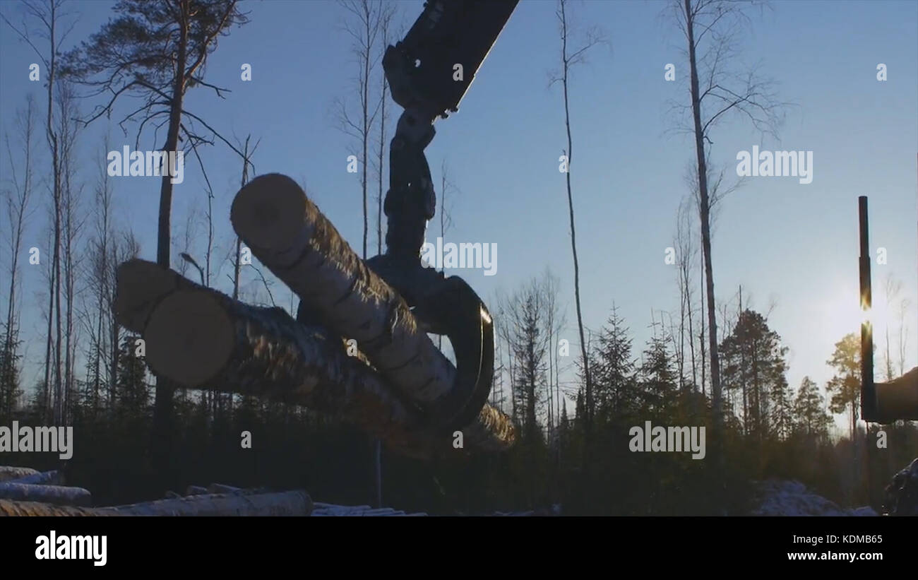 Preparation for planting trees. The cutting of trees with a bulldozer ...