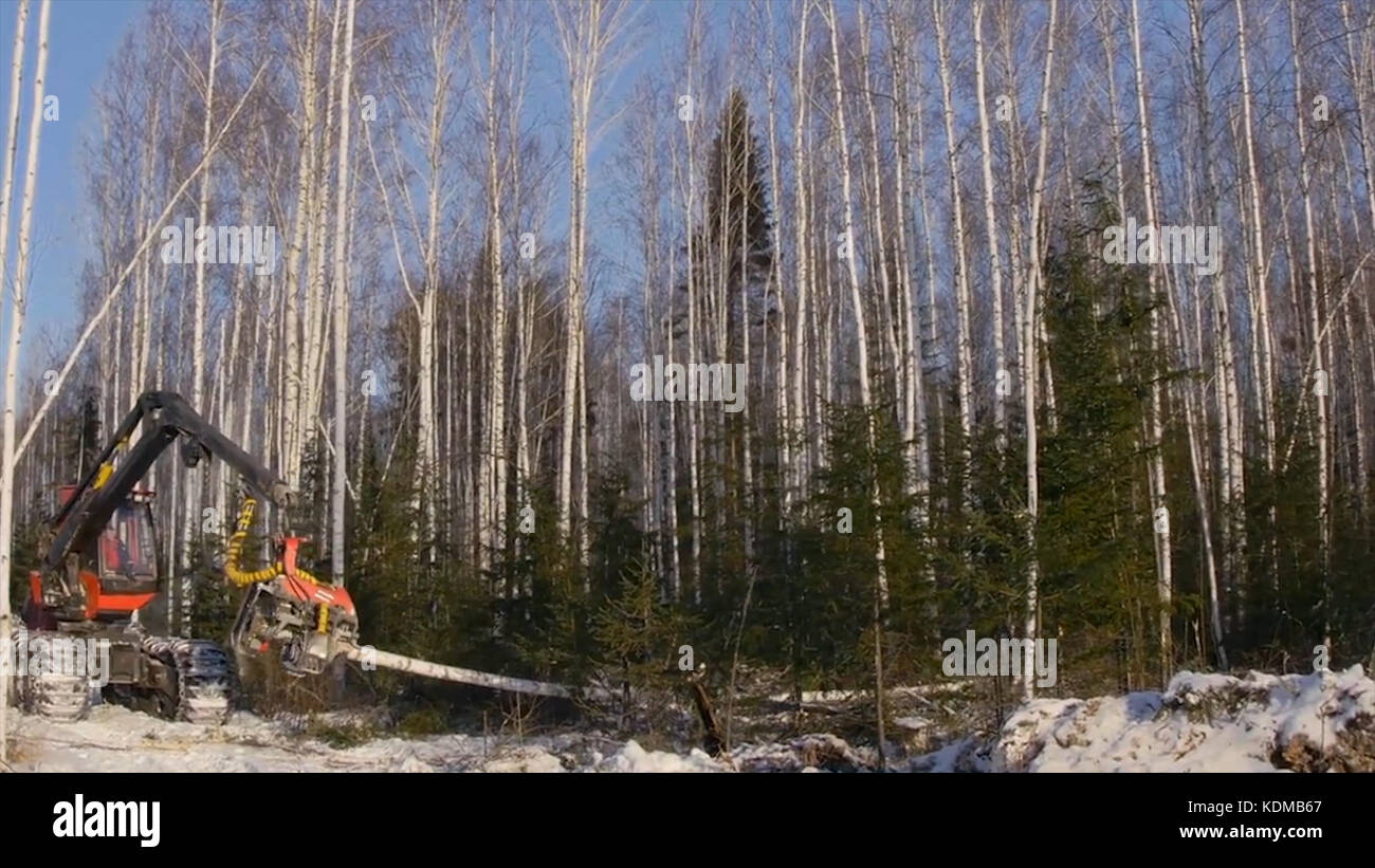 Preparation for planting trees. The cutting of trees with a bulldozer ...