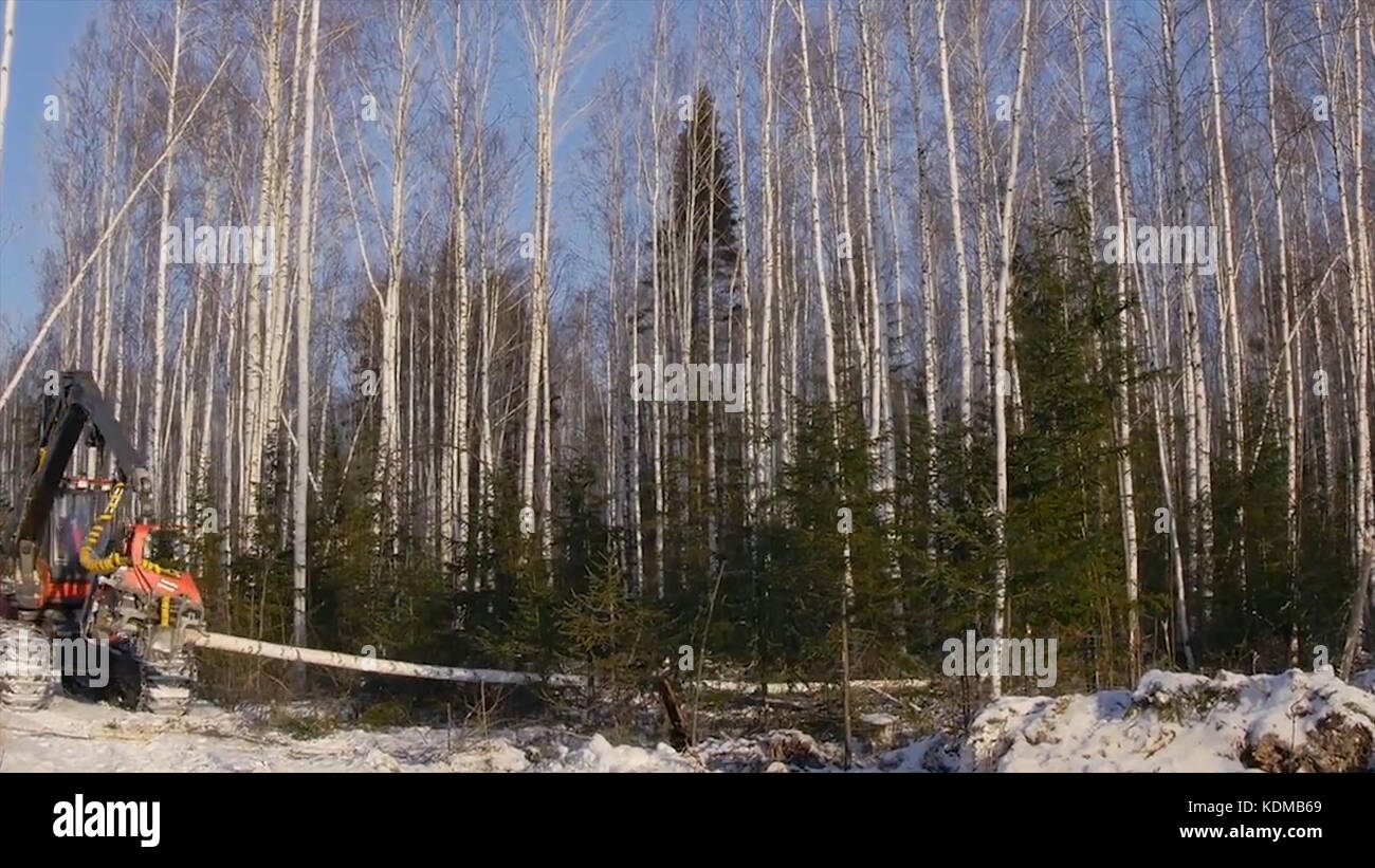 Preparation for planting trees. The cutting of trees with a bulldozer ...