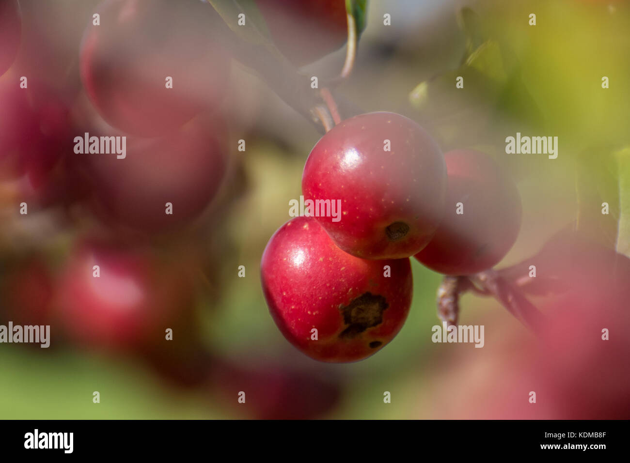Red apples growing on a tree in orchard Stock Photo - Alamy
