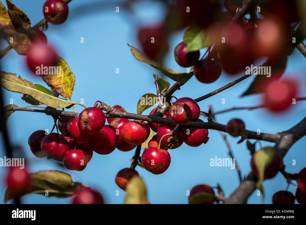 Tiny apples hi-res stock photography and images - Alamy