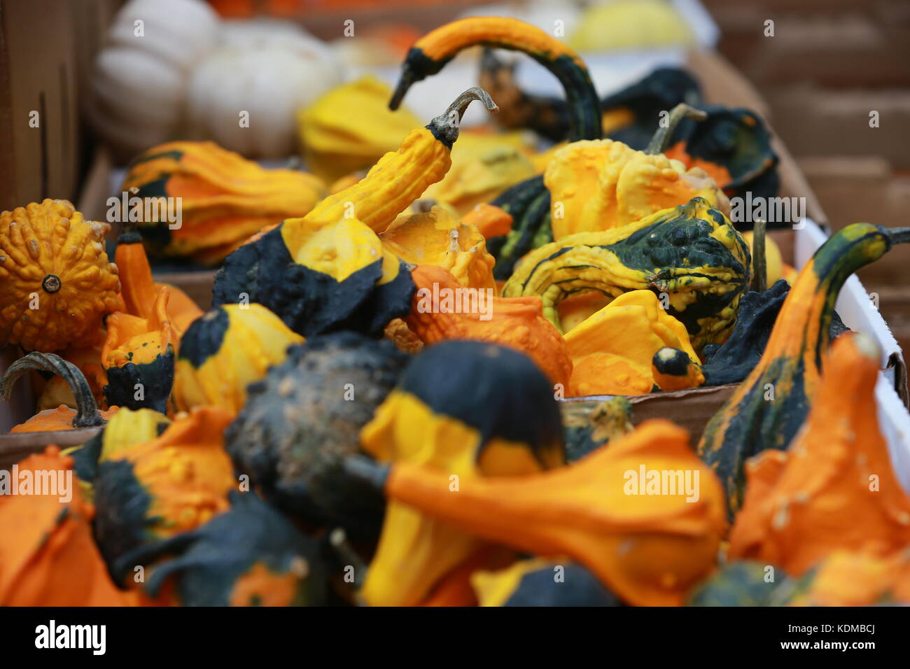 A display of squash on display at a farmers market Stock Photo - Alamy
