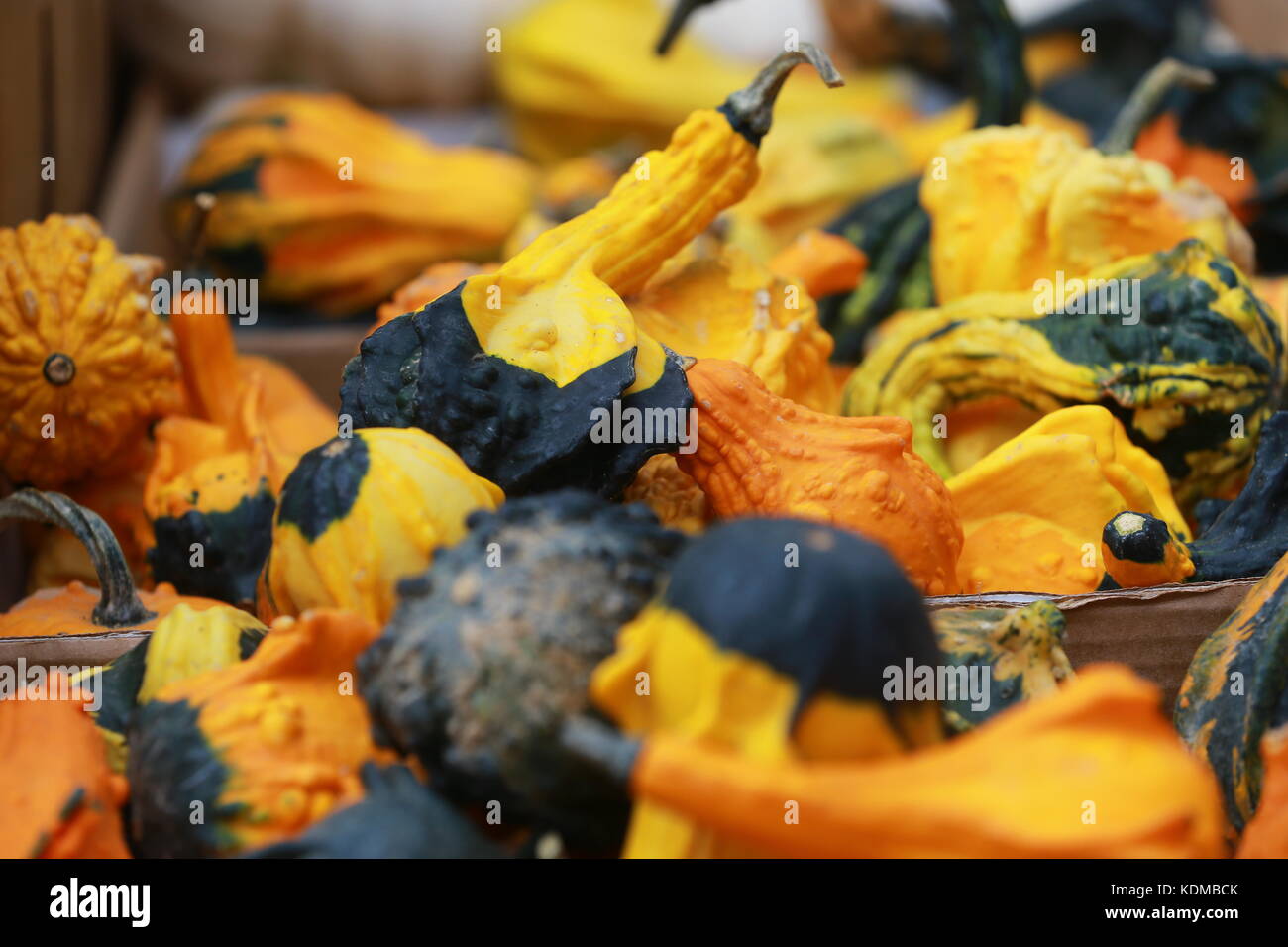 A display of squash on display at a farmers market Stock Photo - Alamy