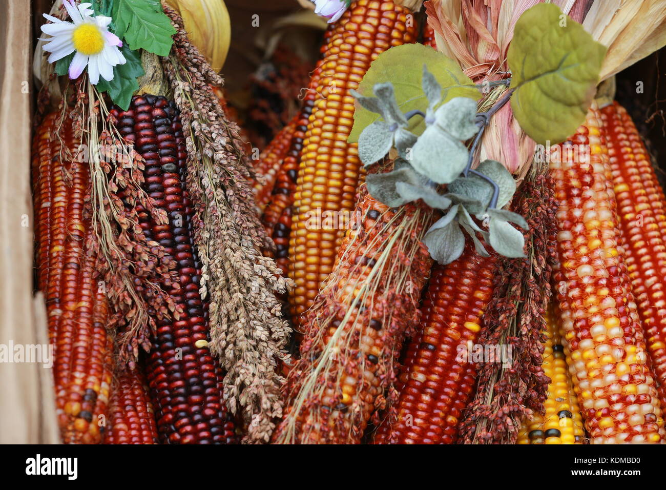 A display of autumn colored corn on display at a farmers market Stock ...