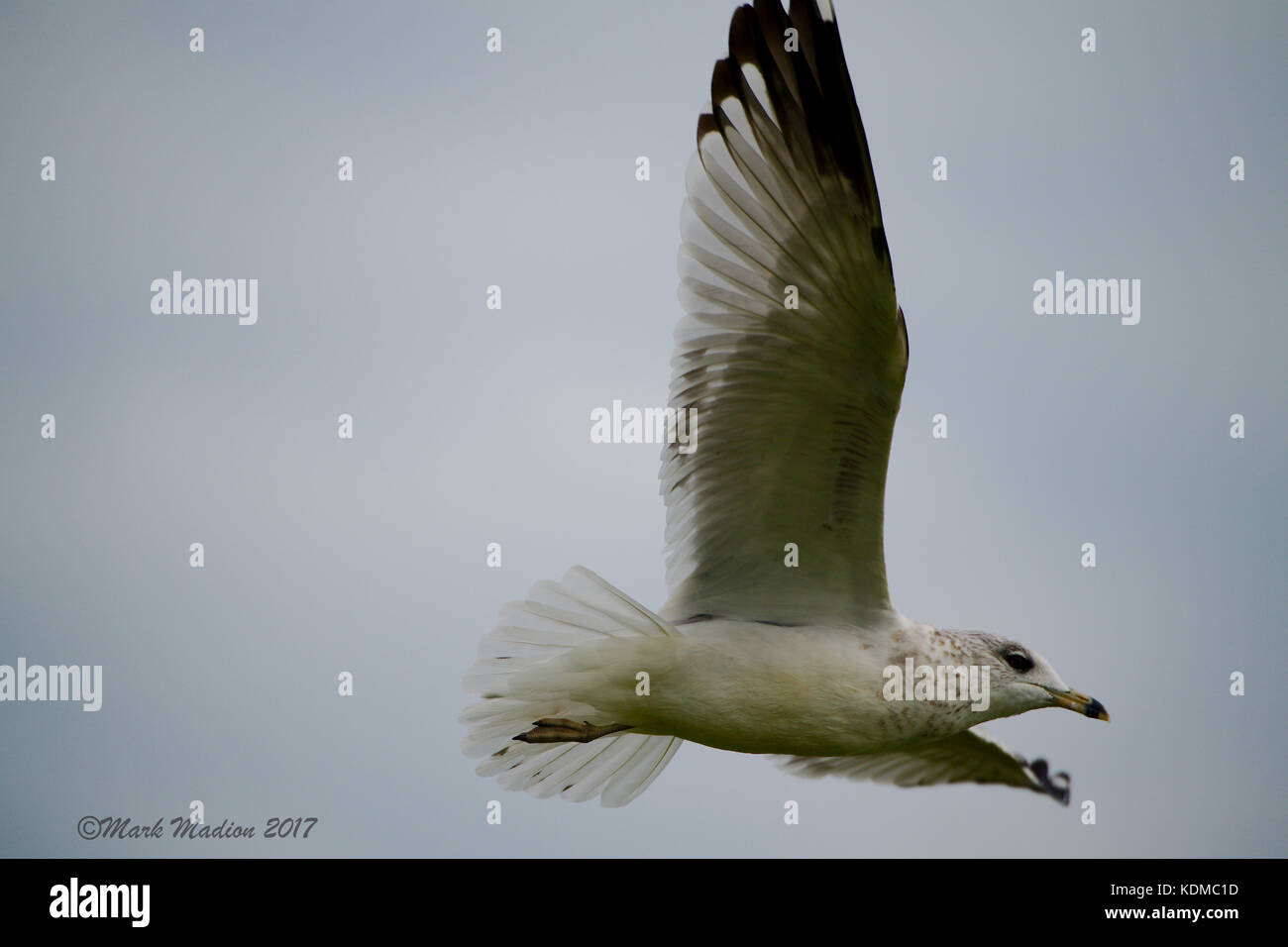 Park scenes hi-res stock photography and images - Alamy