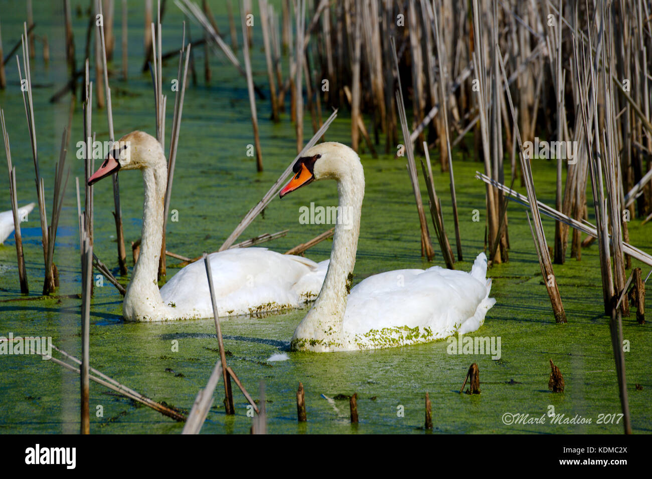 Park scenes hi-res stock photography and images - Alamy