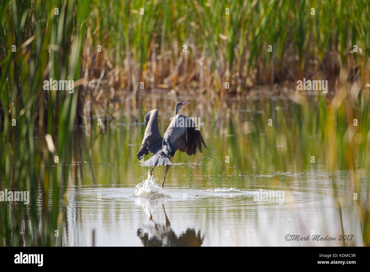 Great Blue Heron fishing Stock Photo - Alamy