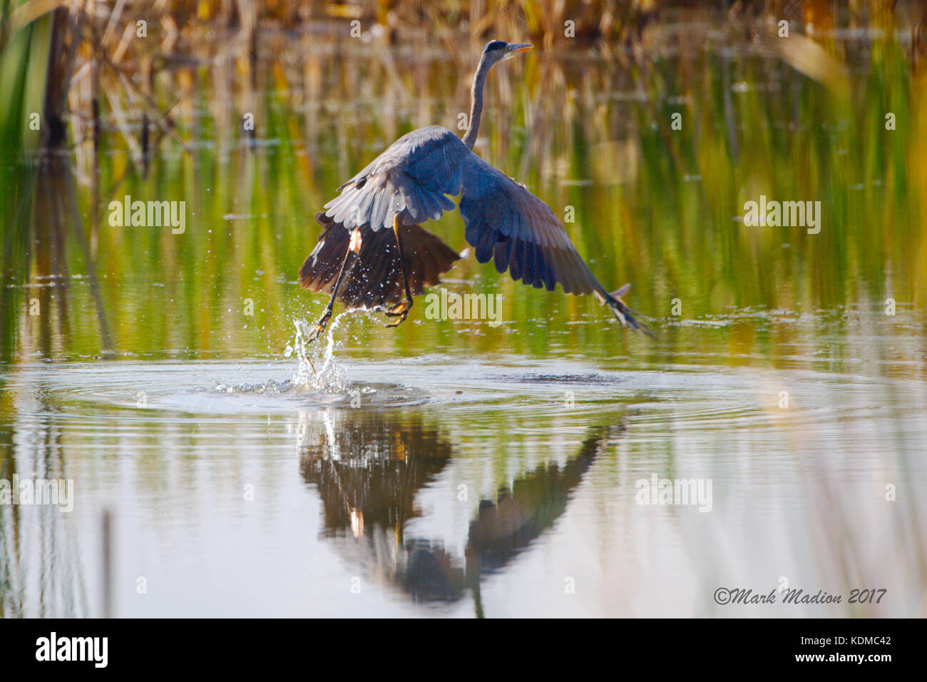 Great Blue Heron fishing Stock Photo - Alamy