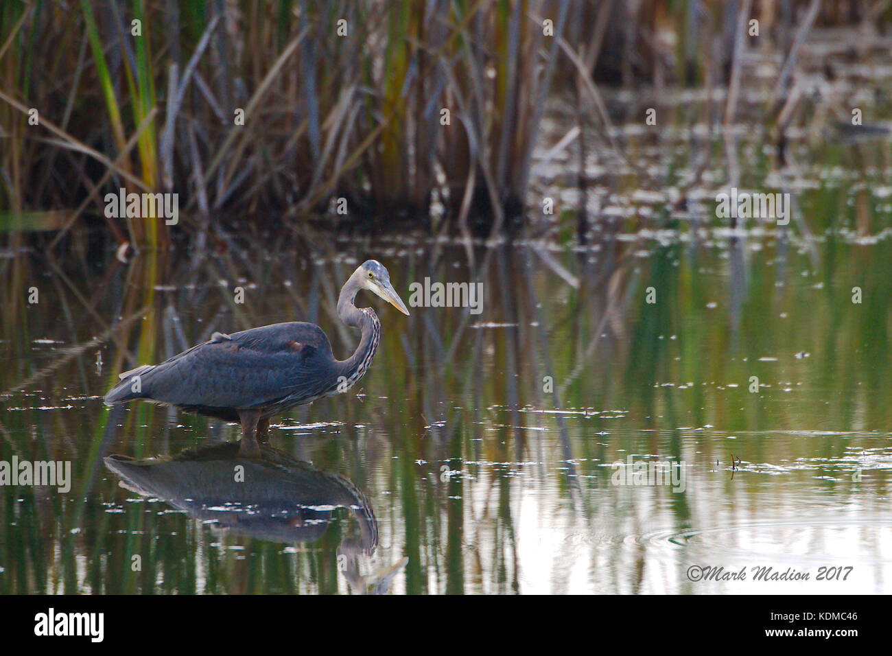 Great Blue Heron fishing Stock Photo - Alamy