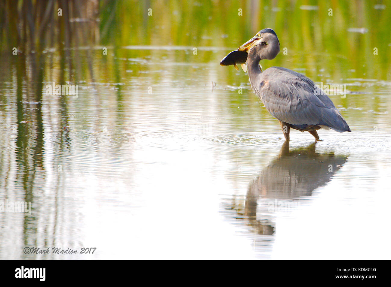 Great Blue Heron fishing Stock Photo - Alamy