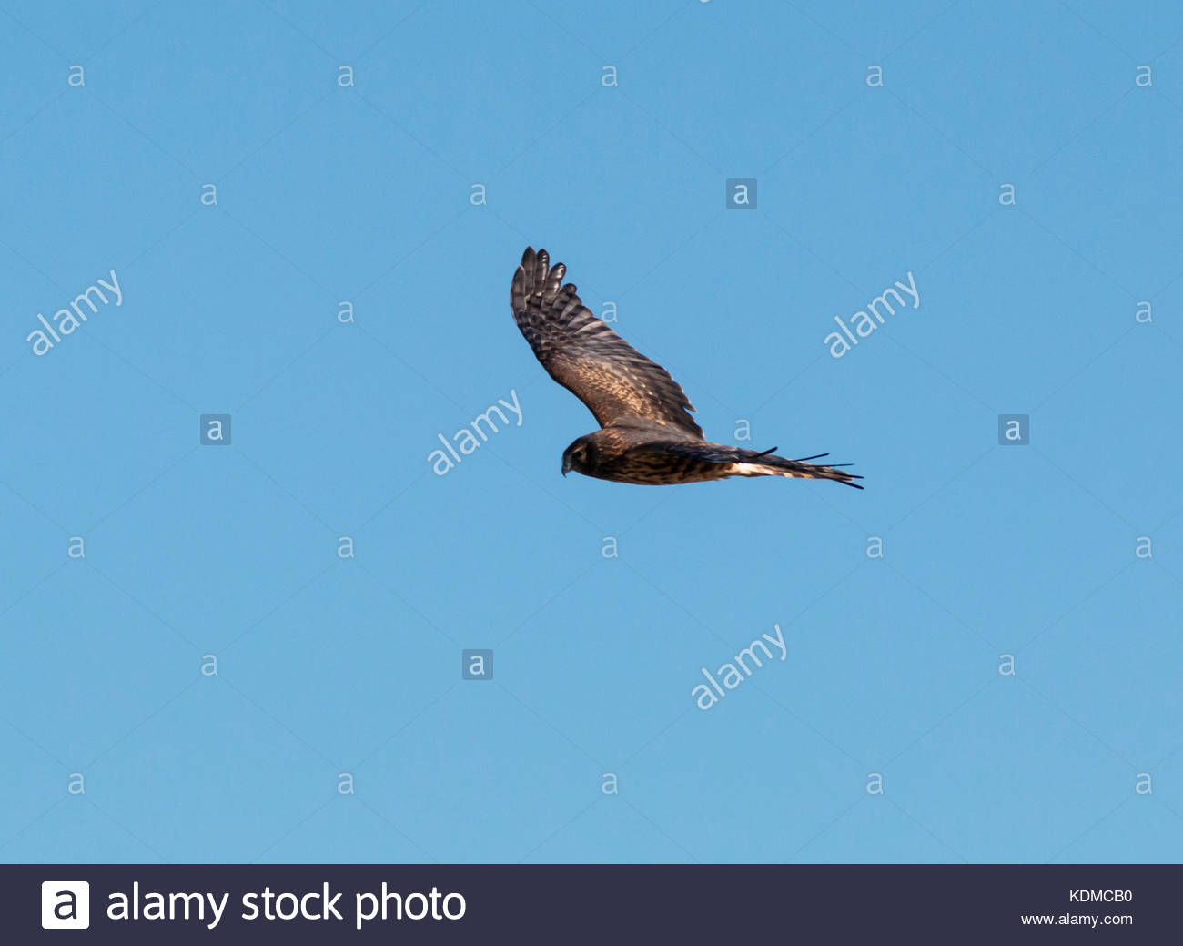Female Marsh Hawk With Prey High Resolution Stock Photography and ...
