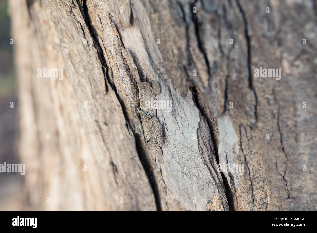beautiful tree barks shot in natural lighting and color. old and rusty ...