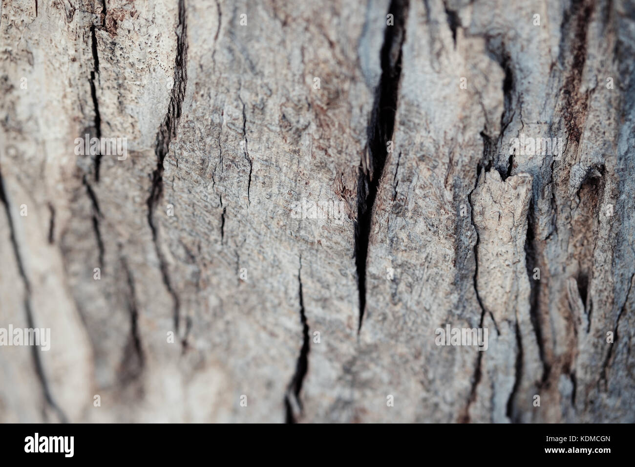 beautiful tree barks shot in natural lighting and color. old and rusty ...