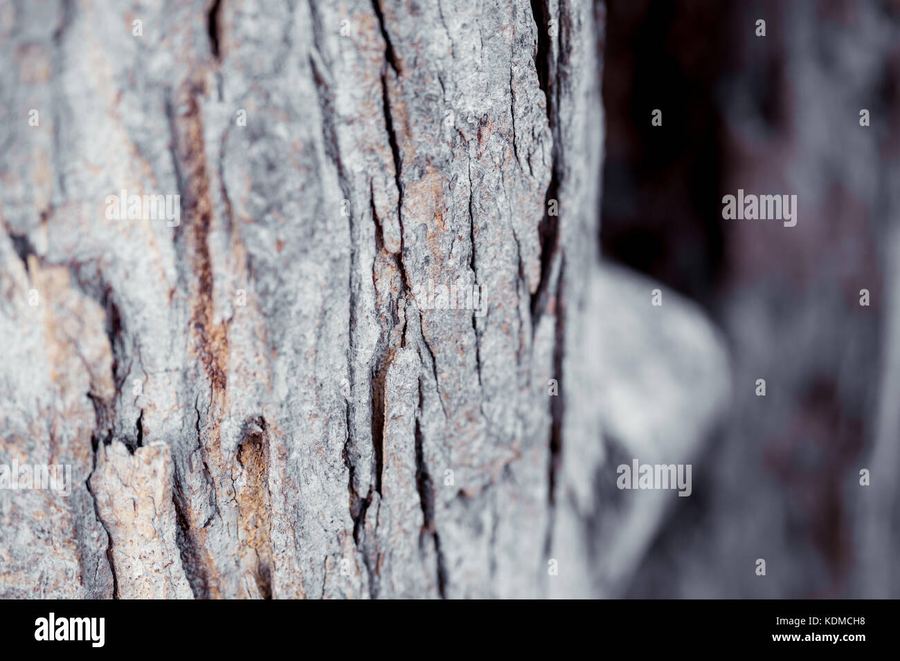 beautiful tree barks shot in natural lighting and color. old and rusty ...