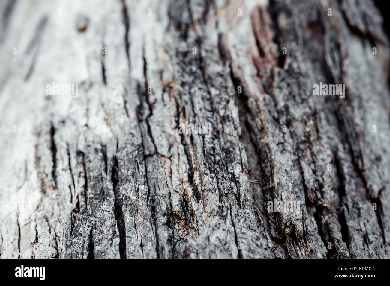 beautiful tree barks shot in natural lighting and color. old and rusty ...