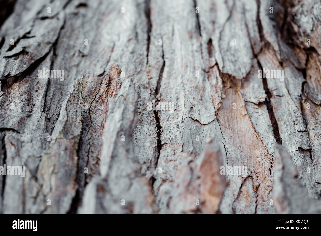 beautiful tree barks shot in natural lighting and color. old and rusty ...