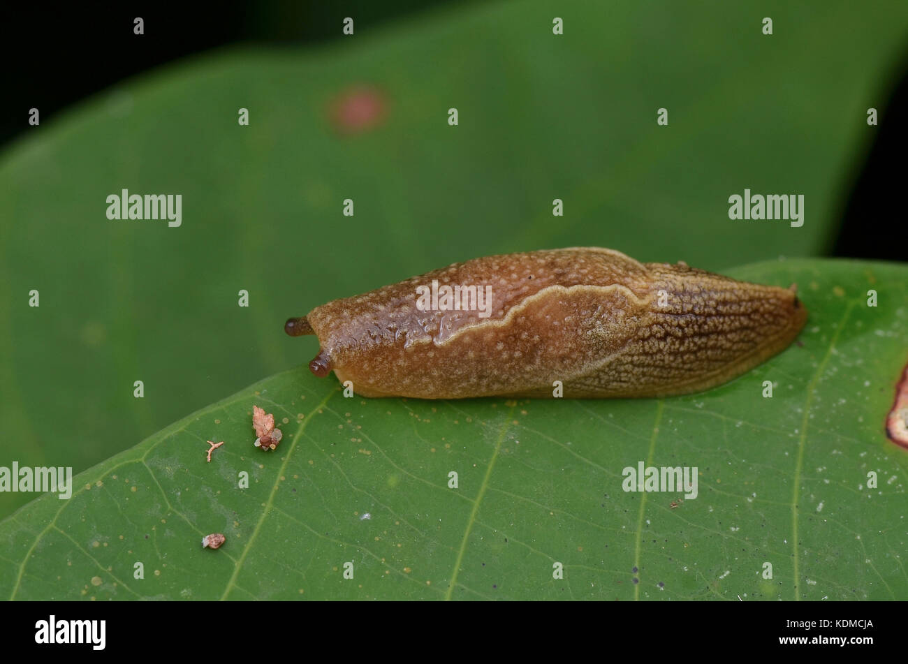 Slug slime hi-res stock photography and images - Alamy