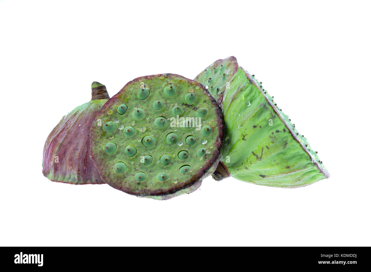 East indian lotus Cut Out Stock Images & Pictures - Alamy